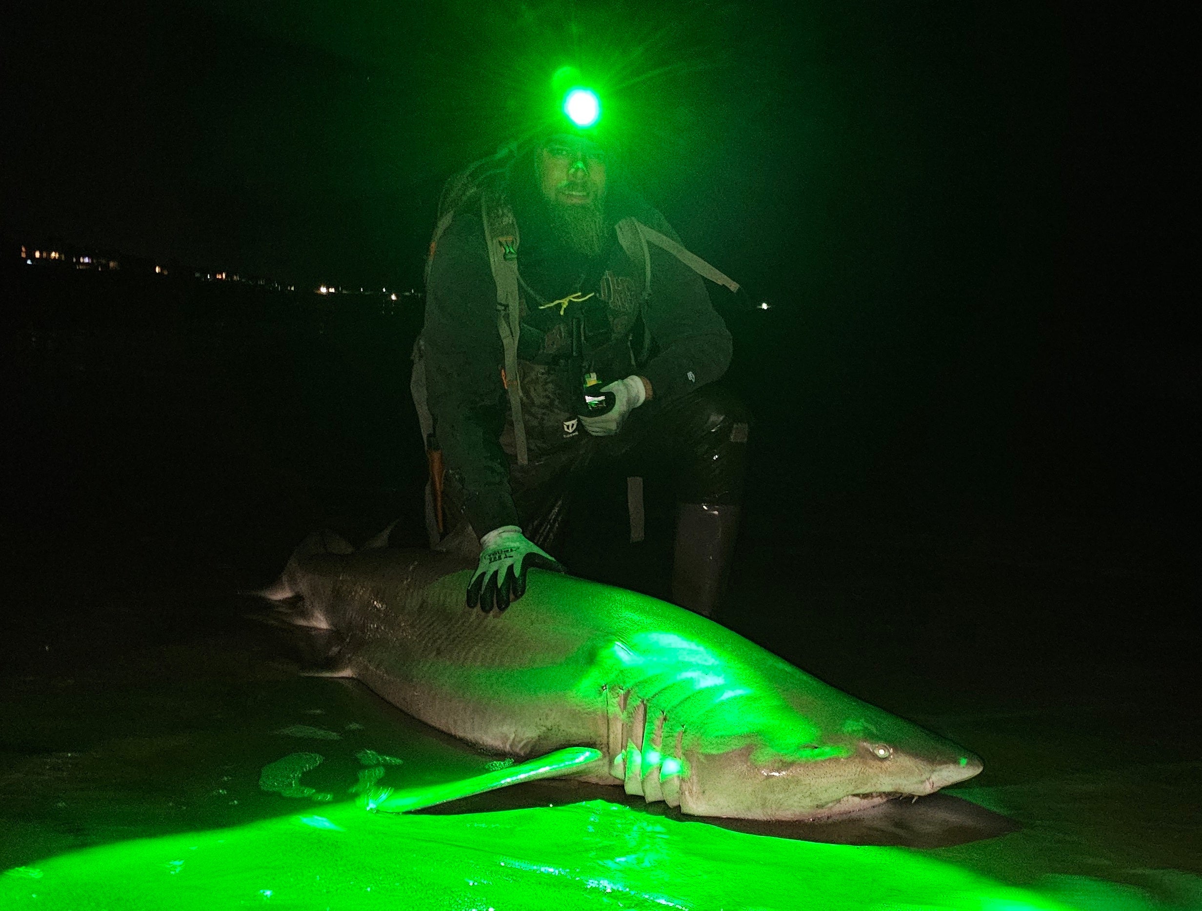 Surfcasting Shark Rigs – Albatross Hand-tied Fishing Rigs